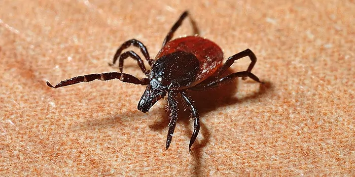 Zeckenbiss. Wie geht man am besten damit um?