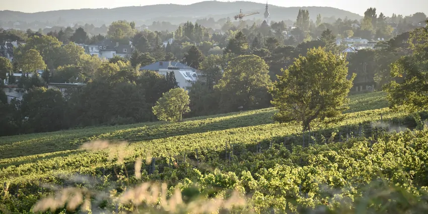 Top 10 Ausflugstipps für den Herbst im Wienerwald